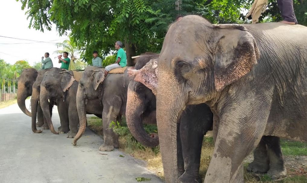 Sauraha’s Elephants To Be Managed On Cooperative Model « Nepalese Voice
