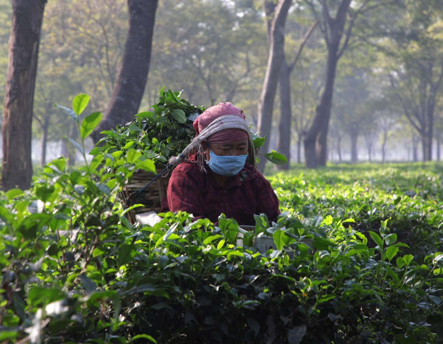 Nepal’s beautiful tea gardens and its caretakers(A Photo Feature ...