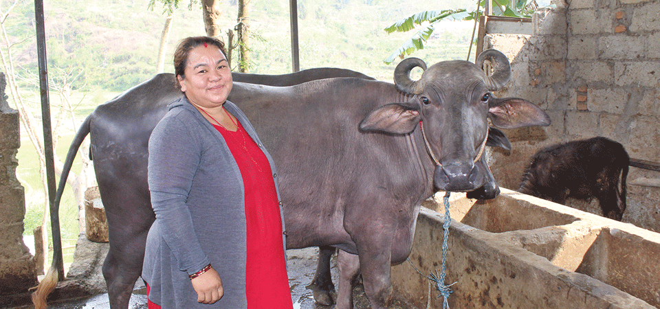 Damauli Woman Earns Rs. 700,000 A Year By Selling Milk « Nepalese Voice