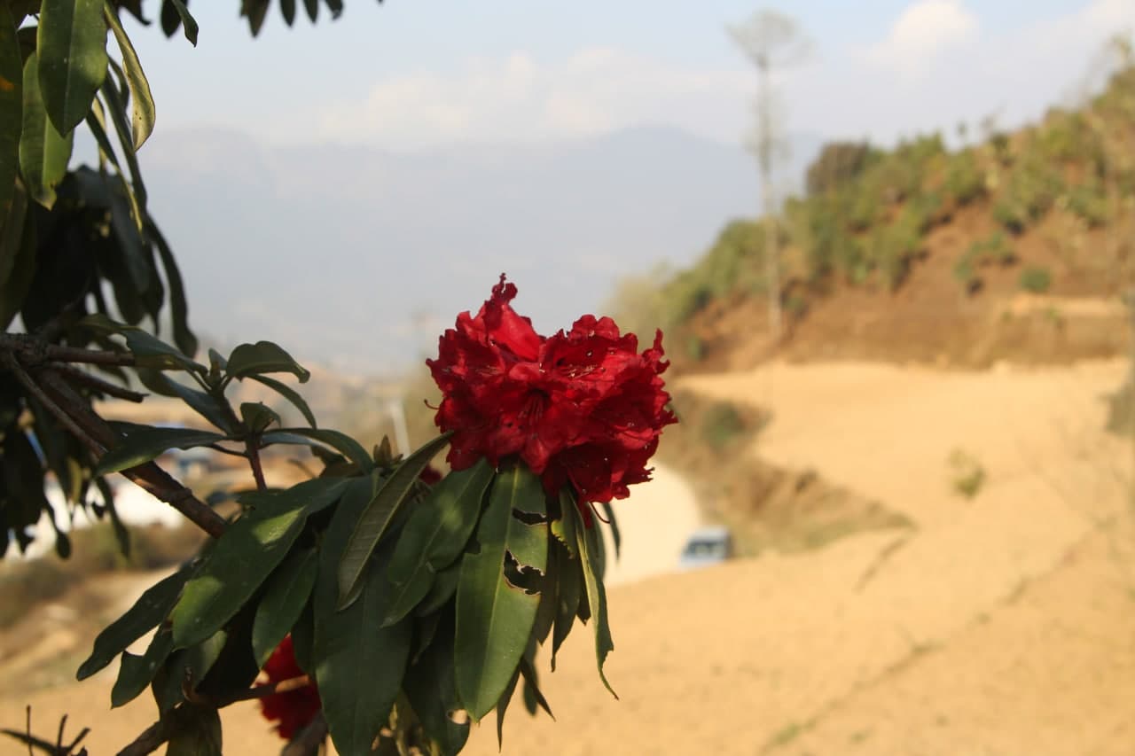 Rhododendron saplings planted in Sarangkot hill « Nepalese Voice
