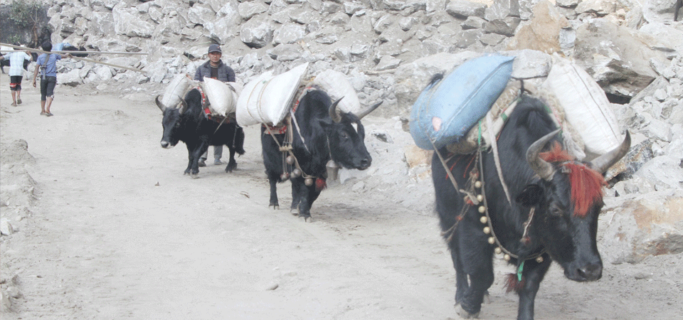 35 Tonnes Of Dhupi Leaf Collected In Taplejung « Nepalese Voice