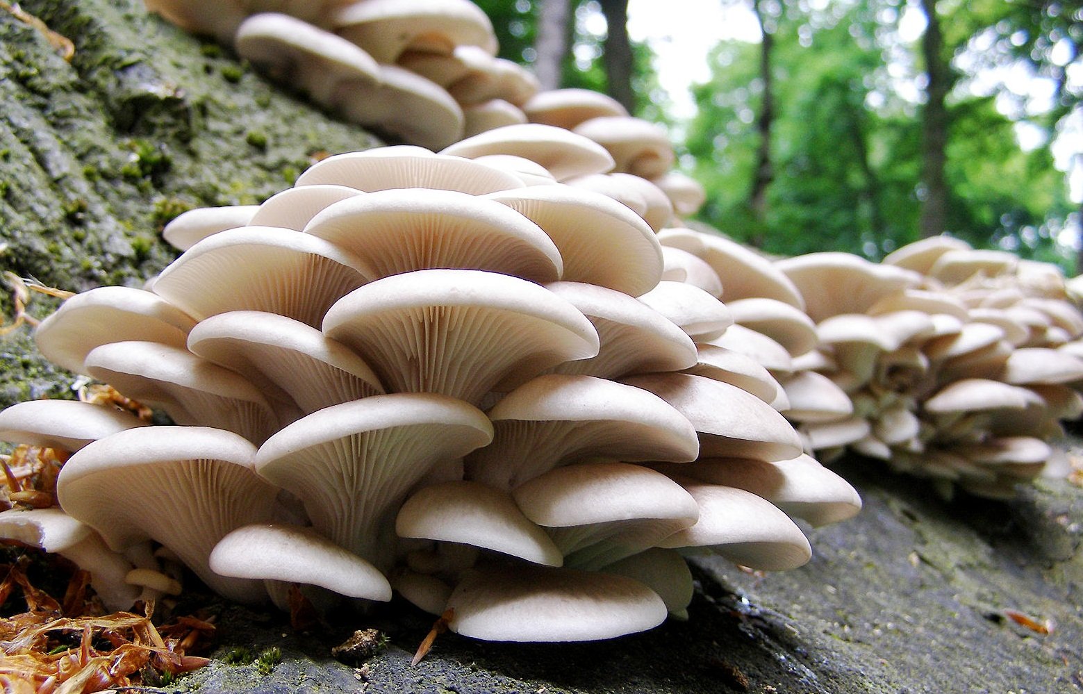 Entire Family Falls Sick After Consuming Wild Mushroom « Nepalese Voice