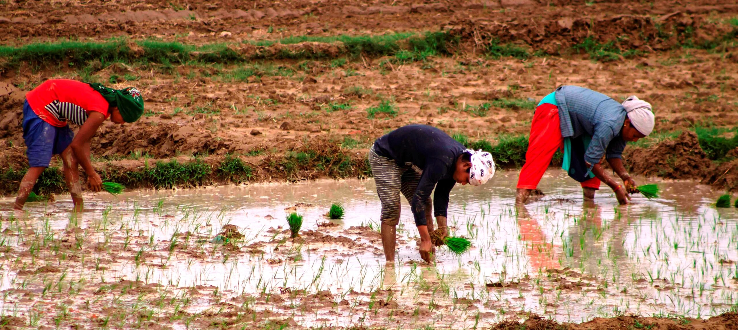 Farmers Busy With Paddy Plantation In Kailali (Photo Feature ...