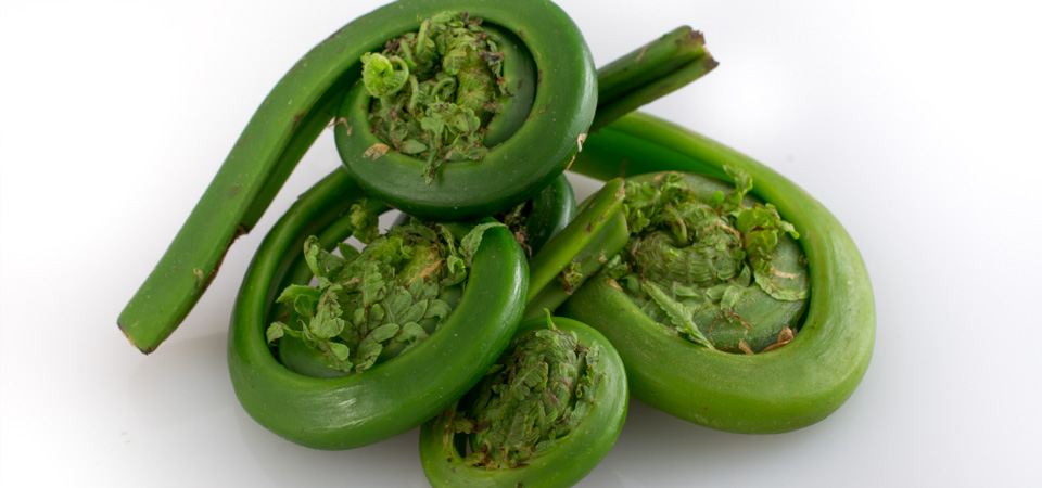 Research On Niguro Fern’s Production Promising « Nepalese Voice