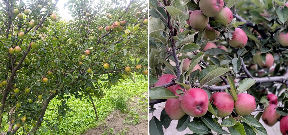 Apple Trees In Marpha Bear Healthy Fruits In Abundance This Year ...
