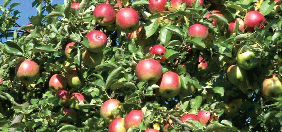 Apples worth Rs. 30 million produced in Humla « Nepalese Voice
