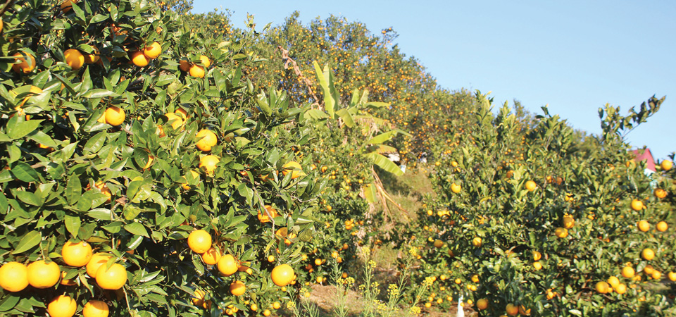 Junar Yield To Increase By Up To 20% « Nepalese Voice