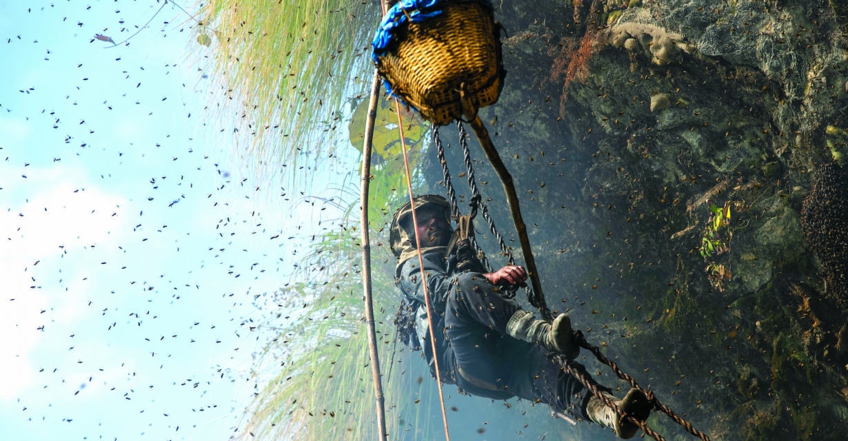 Nepal’s cliff honey hunters risk their lives « Nepalese Voice