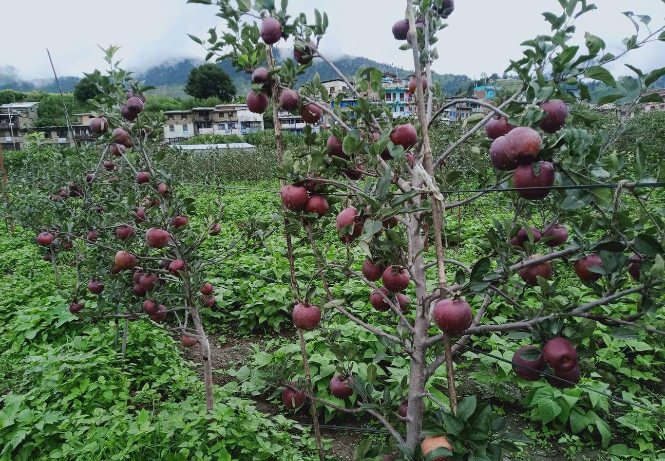 Jumla Farmers Drawn To Italian Fuji Apples « Nepalese Voice