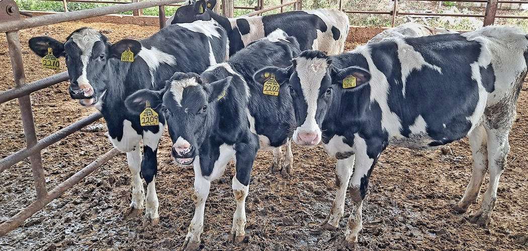 Cows imported from South Korea distributed to farmers « Nepalese Voice