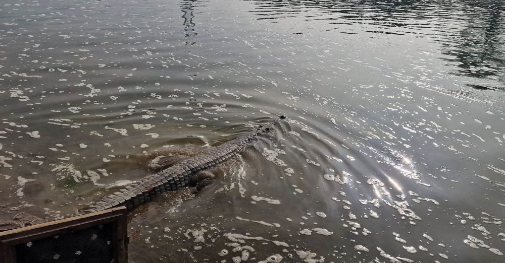 Crocodiles grown in breeding centre released into natural habitat ...